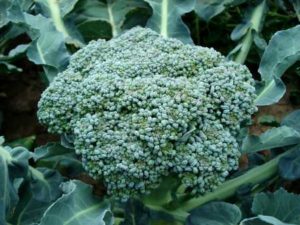 How to Propagate Broccoli | Growing from Cuttings | Vegetable GardenerX