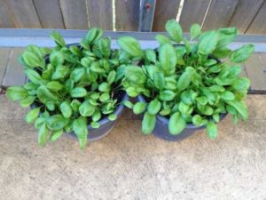 White Spots on Spinach Leaves: What Causes & Is It Safe to Eat ...