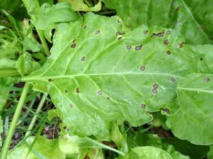 White Spots on Spinach Leaves: What Causes & Is It Safe to Eat ...