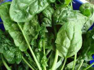 White Spots on Spinach Leaves: What Causes & Is It Safe to Eat ...