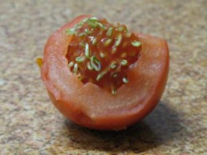 Tomato Seeds Sprouting Inside Tomato | Why and How to Prevent ...