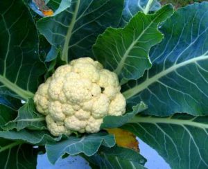 Why Are My Cauliflower Leaves Turning Yellow? | Vegetable GardenerX