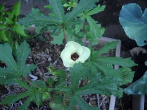 How Long Does it Take for Okra to Grow, Seed Germination? | Vegetable ...