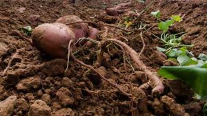 Best Soil for Sweet Potatoes – Growing Tips | Vegetable GardenerX