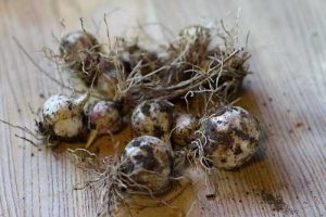 How Deep Do Garlic Roots Grow? | Vegetable GardenerX