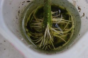 How Deep to Plant Tomato Seedlings? | Vegetable GardenerX