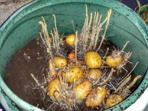 How Deep Do Potato Roots Grow? | Vegetable GardenerX