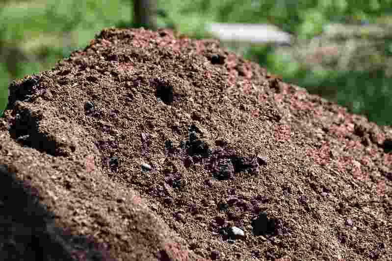 Is Cow Manure Good For Chilli Plants How Vegetable GardenerX