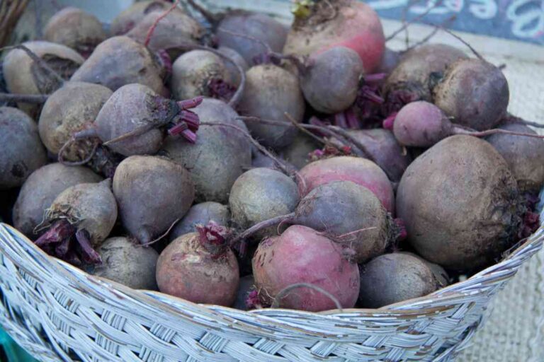 Why Are My Beets Growing Above Ground? | Vegetable GardenerX